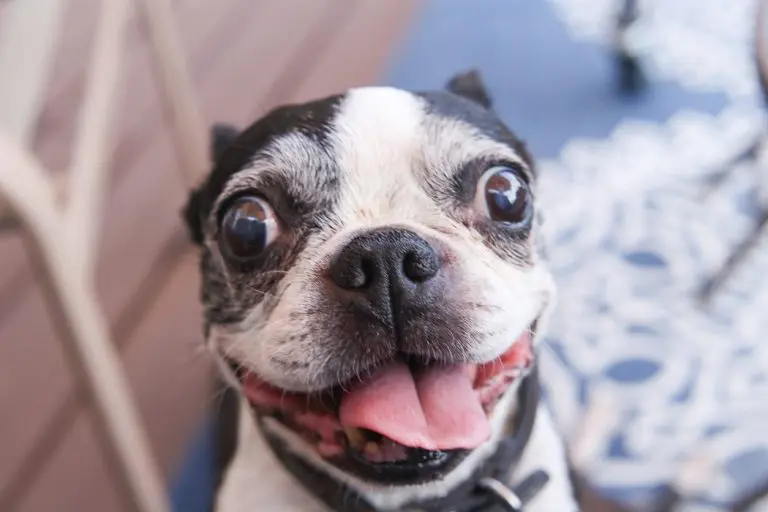 Why is My Dog Breathing Heavy? - [Vet Explains Pets]