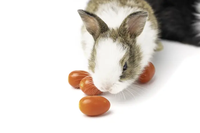 Can Rabbits Eat Tomatoes? – Vet Explains Pets