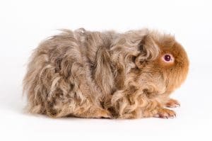 What is a Texel Guinea Pig? - [Vet Explains Pets]