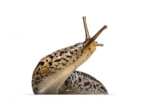 Are Slugs Poisonous to Dogs? - [Vet Explains Pets]