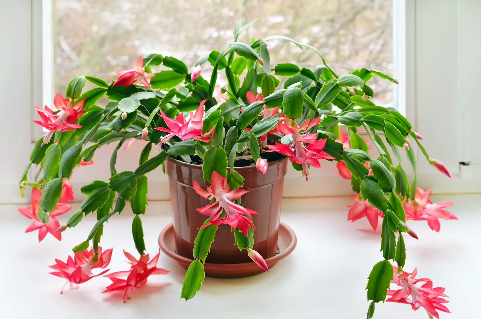Are Christmas Cactus Poisonous To Dogs? - [Vet Explains Pets]