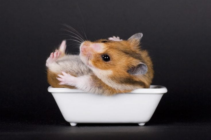 Can Hamsters Eat Blueberries? - [Vet Explains Pets]