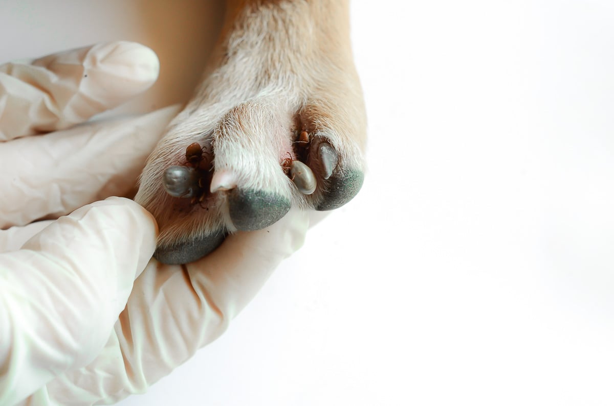 Green Ticks on Dogs: What To Do? - [Vet Explains Pets]