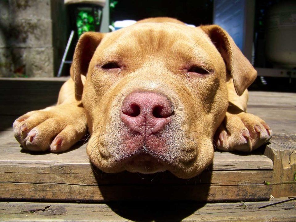 What is the Life Expectancy of a Pitbull? - Vet Explains Pets