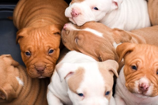What is the Life Expectancy of a Pitbull? - Vet Explains Pets