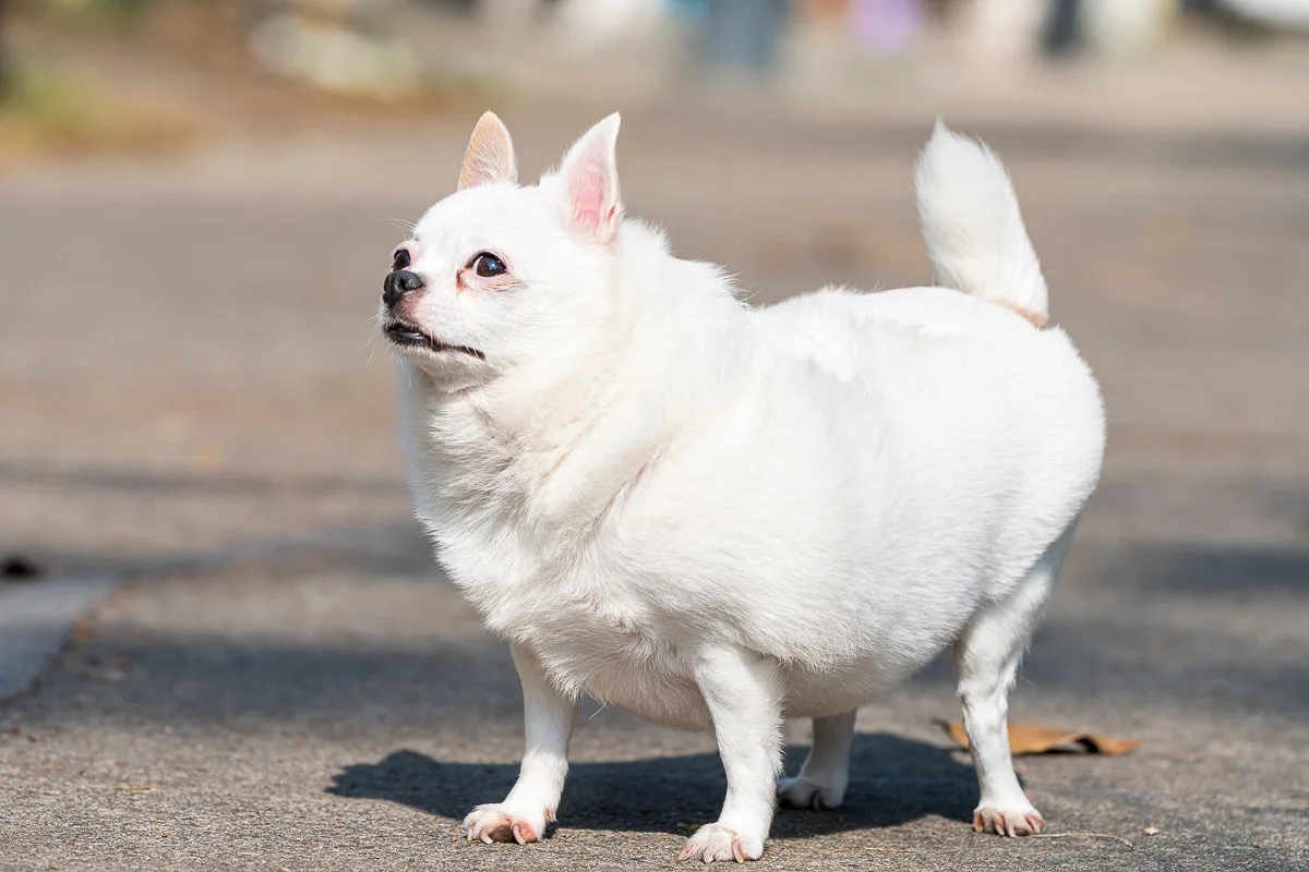 Is My Chihuahua Fat? Identifying Obesity in Small Dogs - [Vet Explains Pets]
