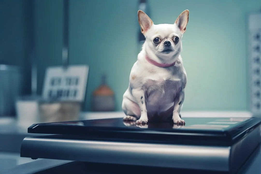Is My Chihuahua Fat? Identifying Obesity in Small Dogs - [Vet Explains ...
