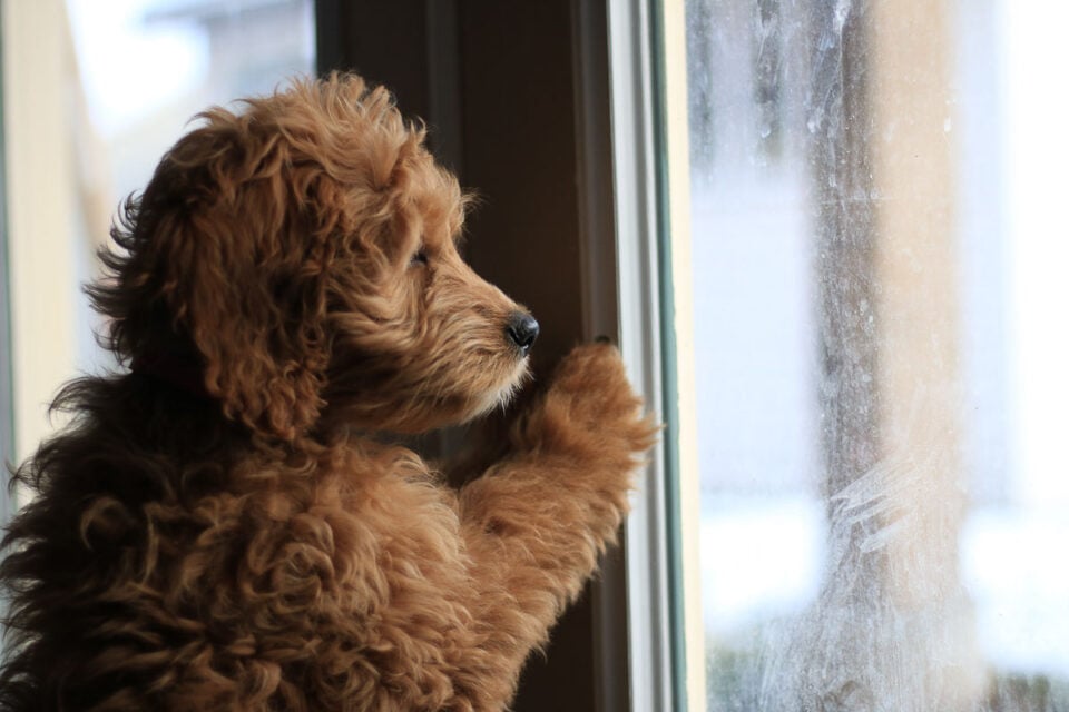 What is a Red Goldendoodle? - [Vet Explains Pets]