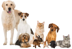 What Does Pet Assure Insurance Cover - [Vet Explains Pets]